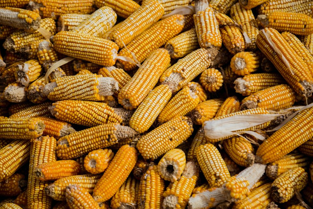 🌽 Corn in Mexico and its 7 types 🏆
