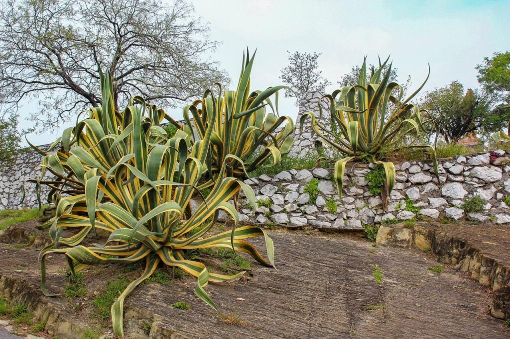 🌵 Agave Mexicano: Tipos y Usos de la Planta del Tequila